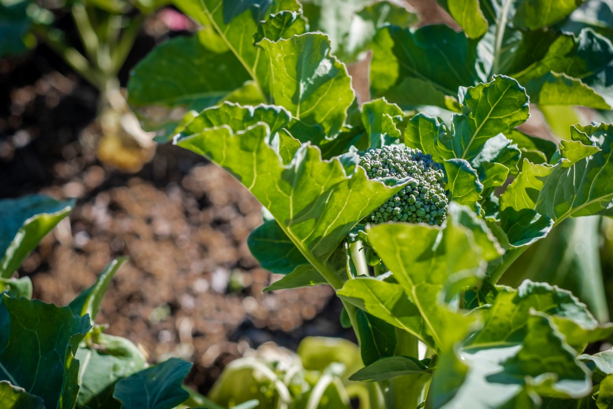 Sowing an Agricultural Jewish Identity - Southern Cultures