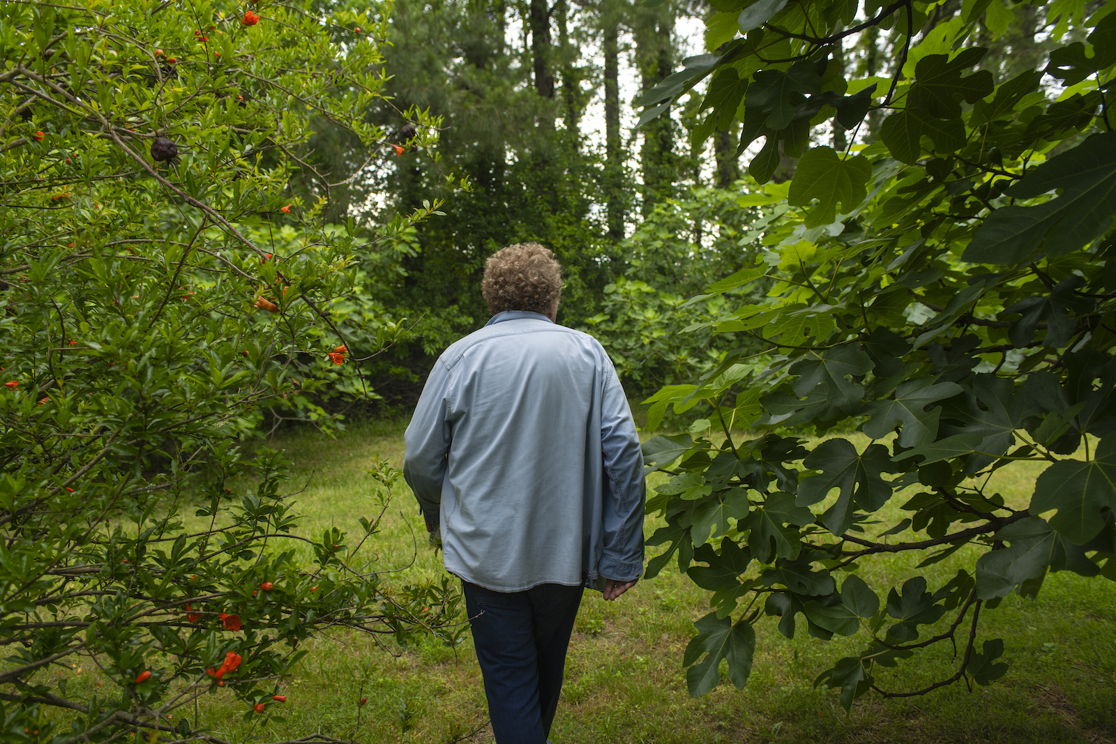 Lessons from a Fig Library - Southern Cultures